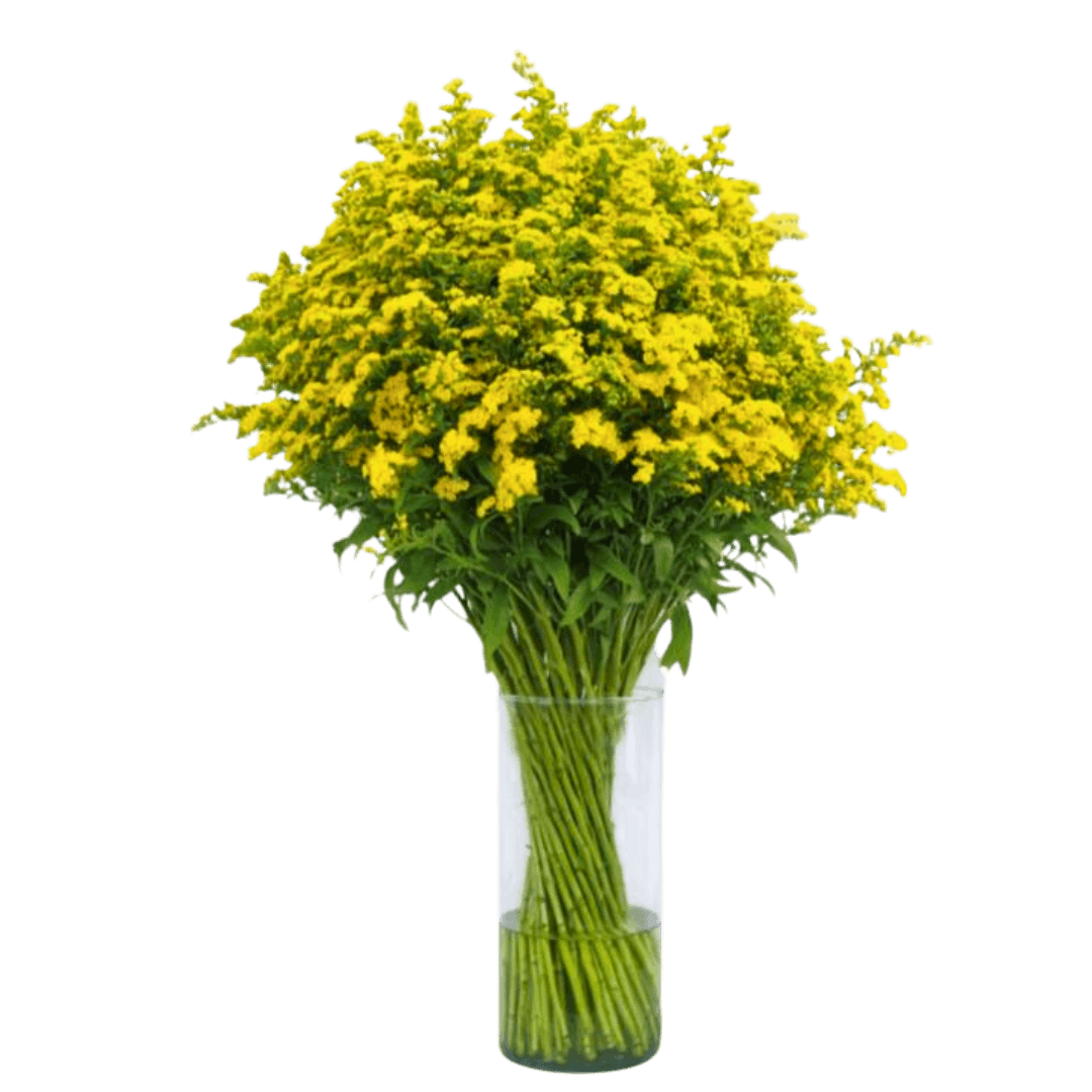Solidago Golden Glory – PR Floral Marketing