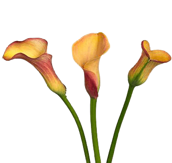 Mini Callas – PR Floral Marketing